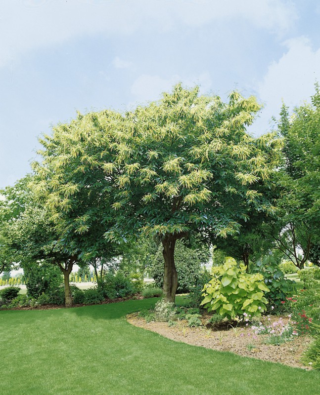 Home - Baumschulinfo - Baumschulen und Staudengärtner Österreich ...