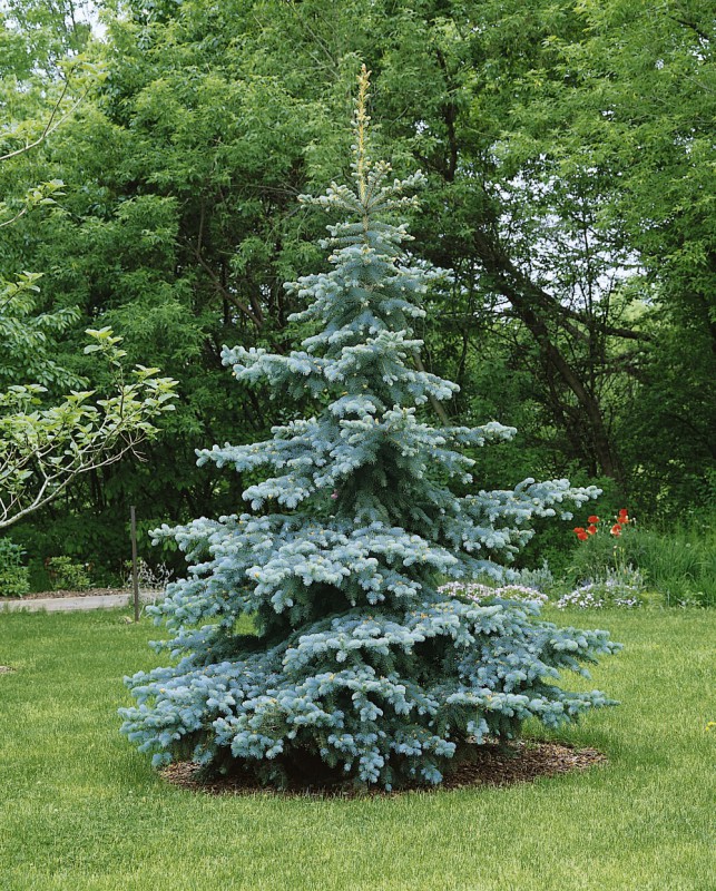 Home - Baumschulinfo - Baumschulen und Staudengärtner Österreich ...