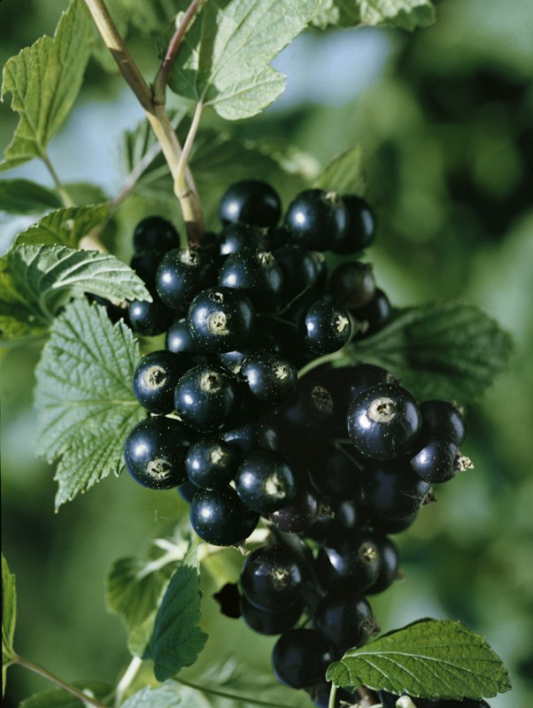 Home - Baumschulinfo - Baumschulen und Staudengärtner Österreich ...