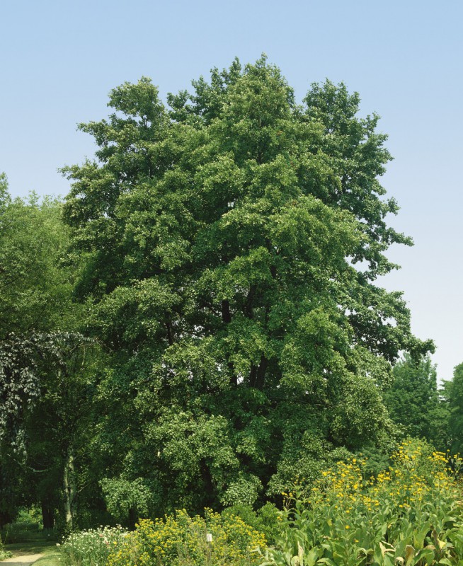 Home - Baumschulinfo - Baumschulen und Staudengärtner Österreich ...