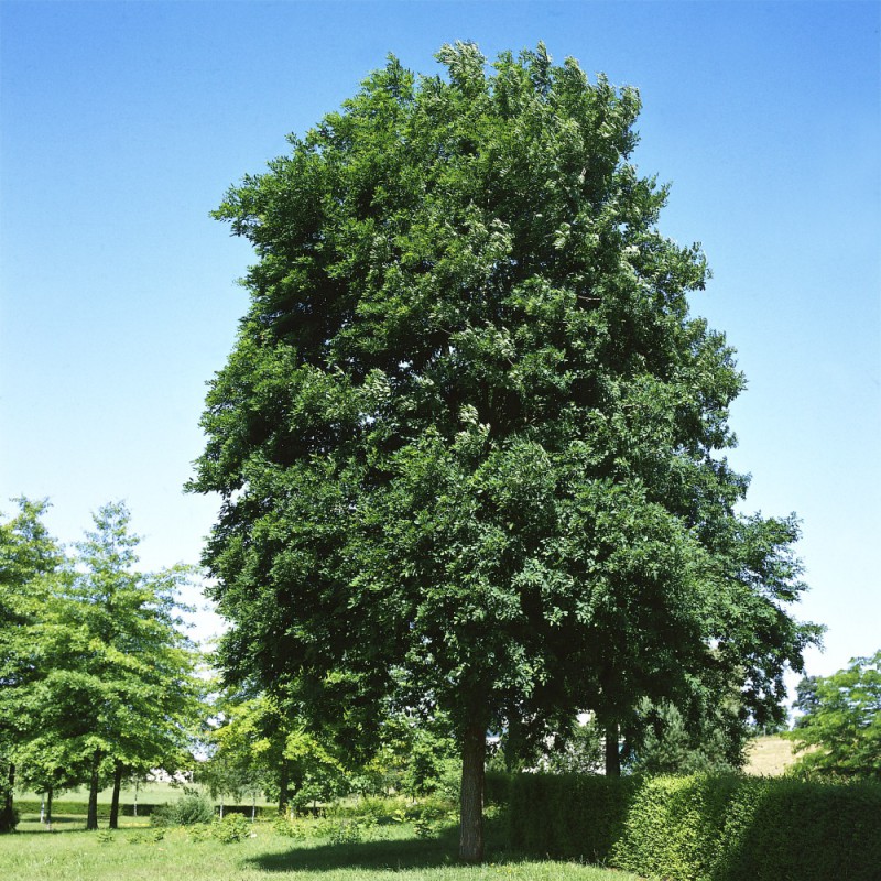 Home - Baumschulinfo - Baumschulen und Staudengärtner Österreich ...