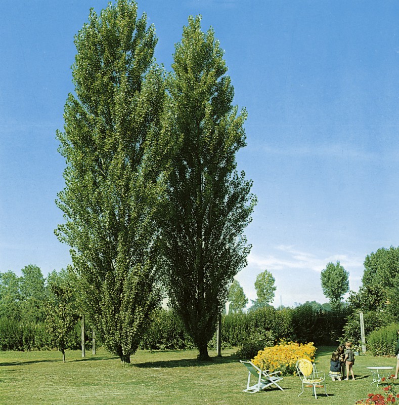 Home - Baumschulinfo - Baumschulen und Staudengärtner Österreich ...