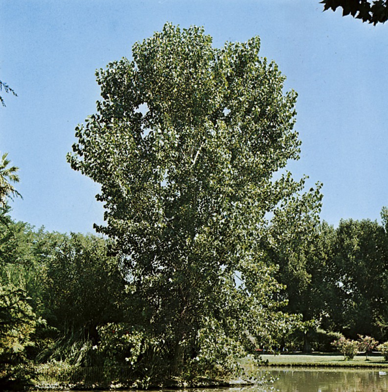 Home - Baumschulinfo - Baumschulen und Staudengärtner Österreich ...