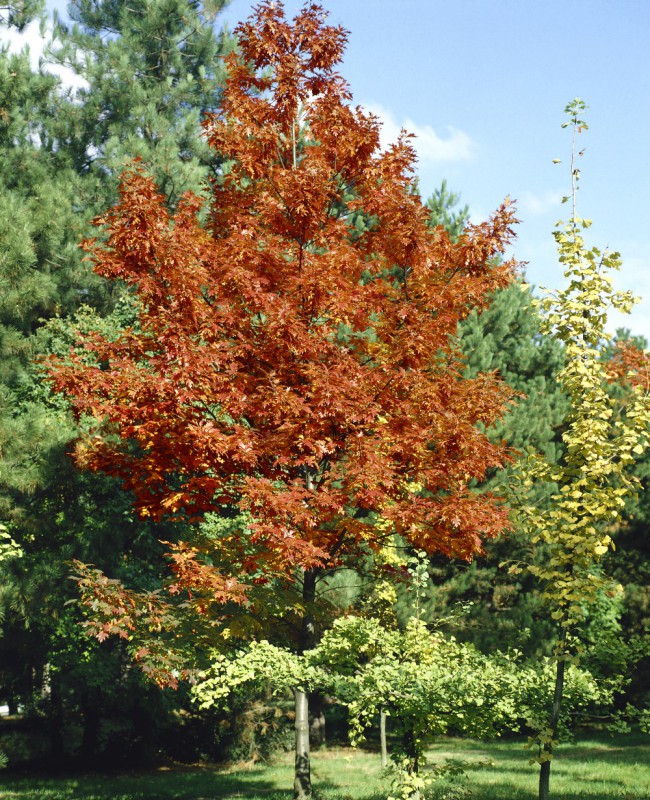 Home - Baumschulinfo - Baumschulen und Staudengärtner Österreich ...