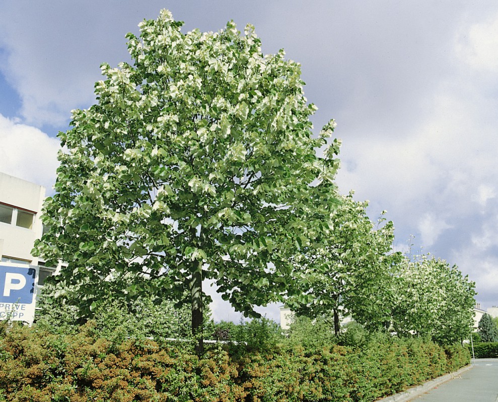 Home - Baumschulinfo - Baumschulen und Staudengärtner Österreich ...